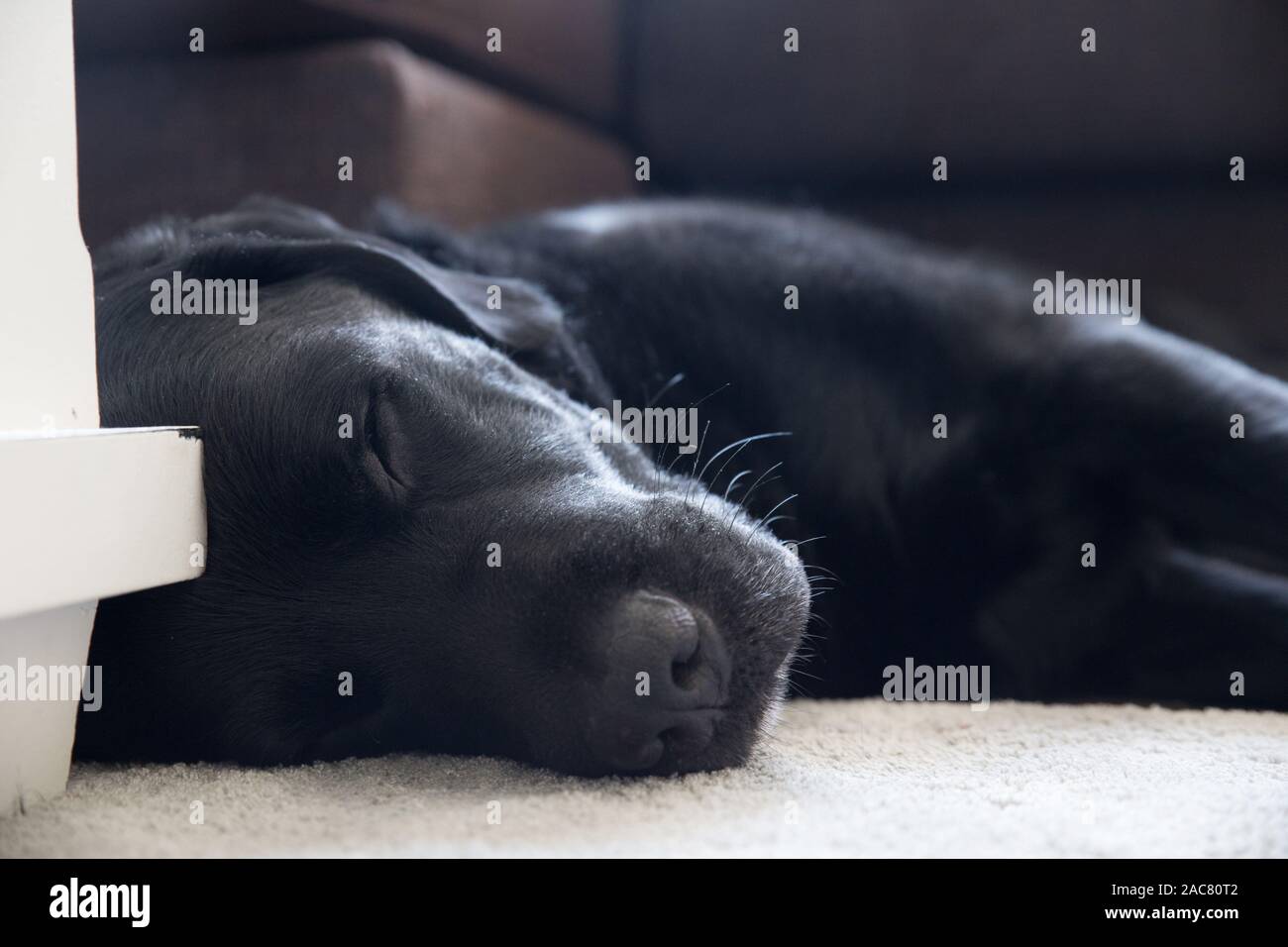 Relaxed Labrador Retriever Sleeping on Carpet Stock Photo - Alamy