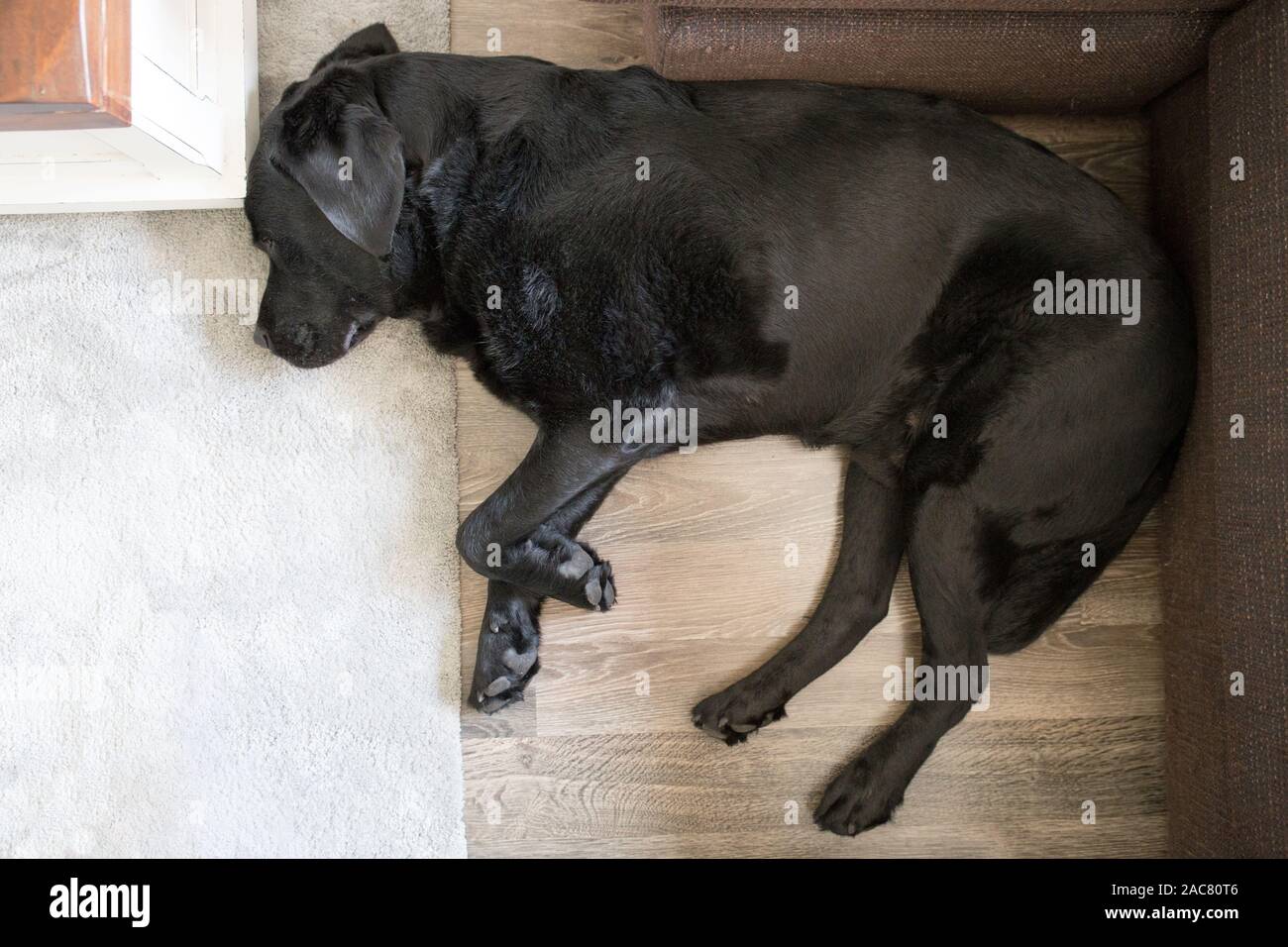 Relaxed Labrador Retriever Sleeping on Carpet Against Sofa Stock Photo ...