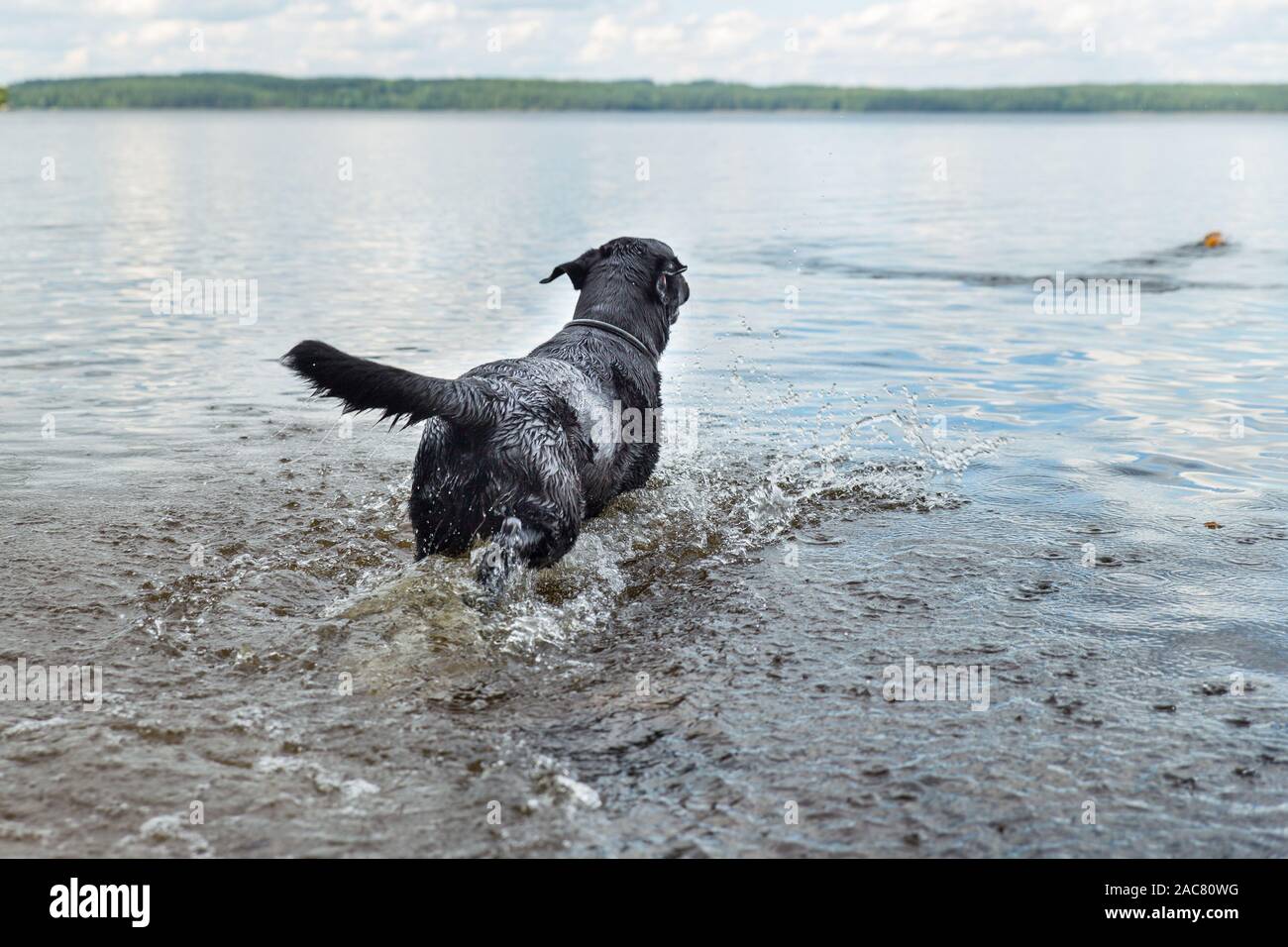 Black labrador retriever running hi-res stock photography and images ...