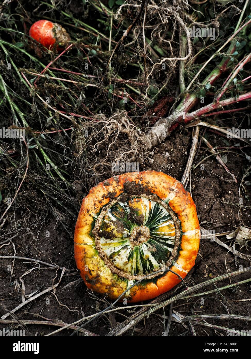 Looking downward on a rustic pumpkin or squash, surrounded by torn up ...