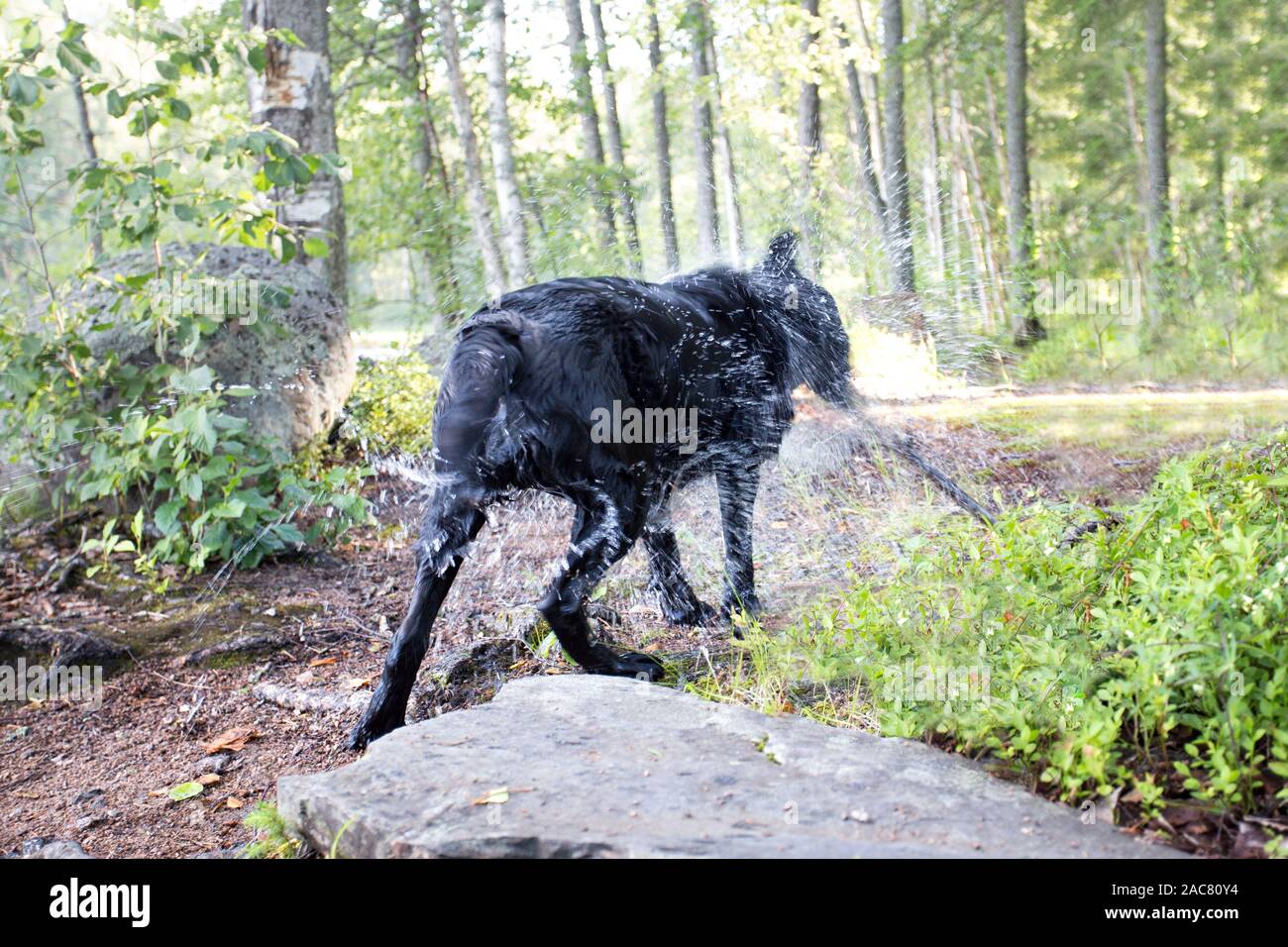 Black Labrador Retriever Shaking Fur Stock Photo - Alamy