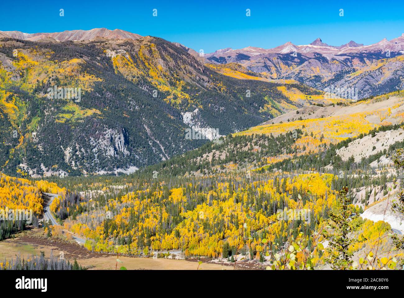 Yellow aspen trees in the San Juan Mountains of Colorado near Lake City ...