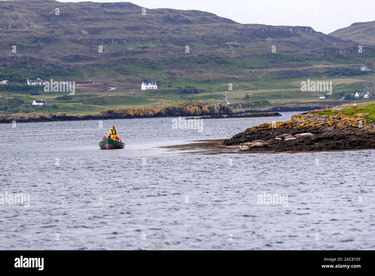 Boat of tourists looking Common seals on the shores of Garbh Eilean ...