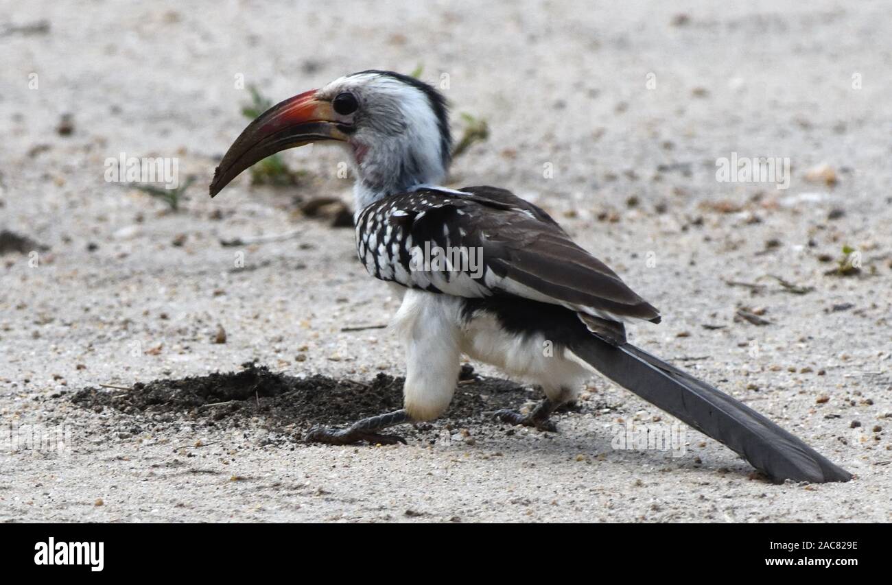 Termite feeding bird hi-res stock photography and images - Alamy