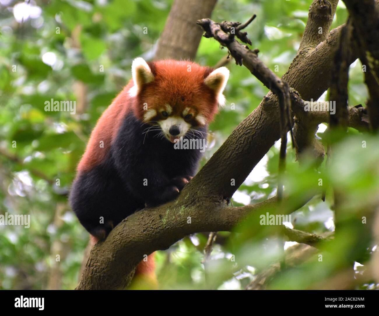 Panda walking on path in hi-res stock photography and images - Alamy