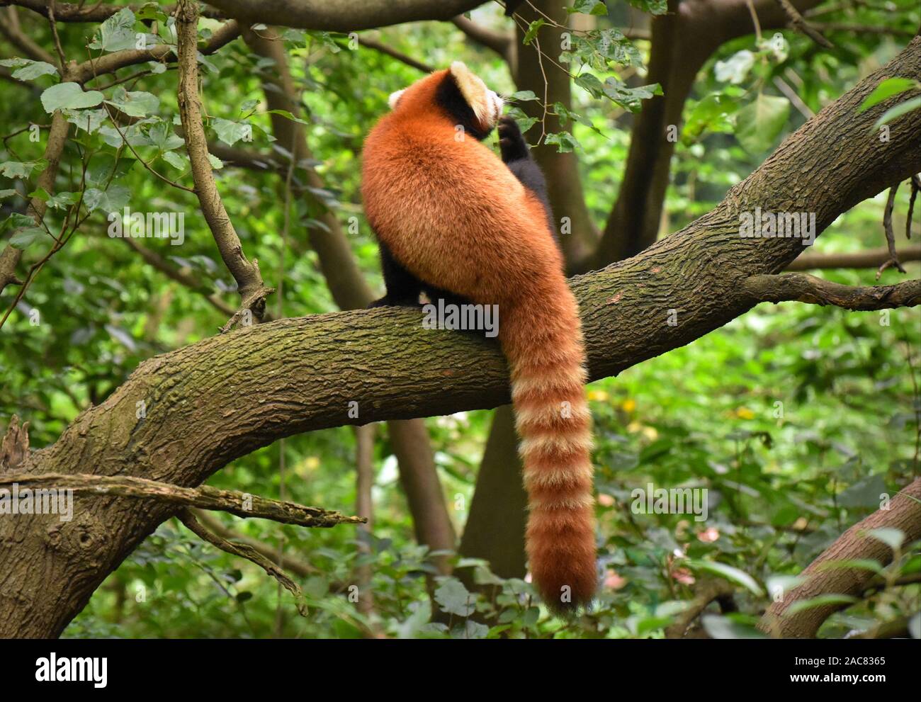 Scratching its tail hi-res stock photography and images - Alamy