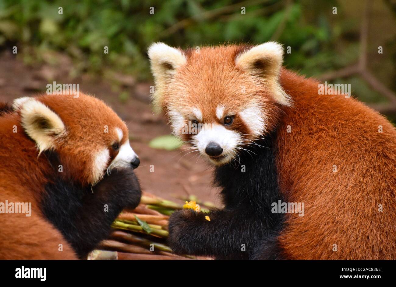 Cute red panda portrait eating in Chengdu, Sichuan, China Stock Photo ...