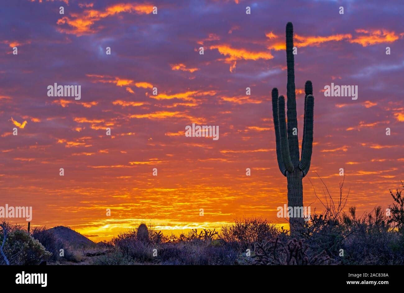 Arizona desert hi-res stock photography and images - Alamy