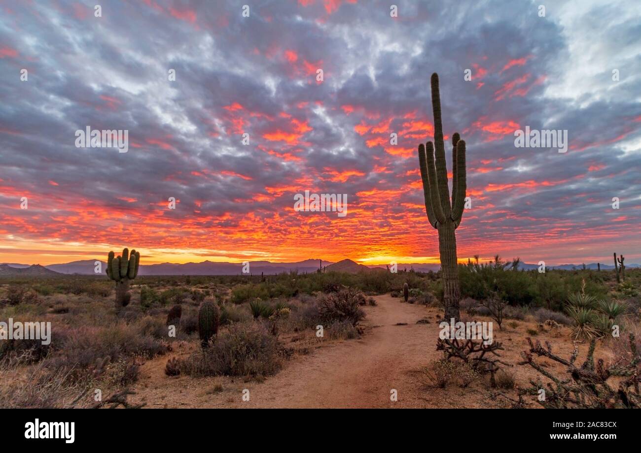 Lone Cactus In The Desert