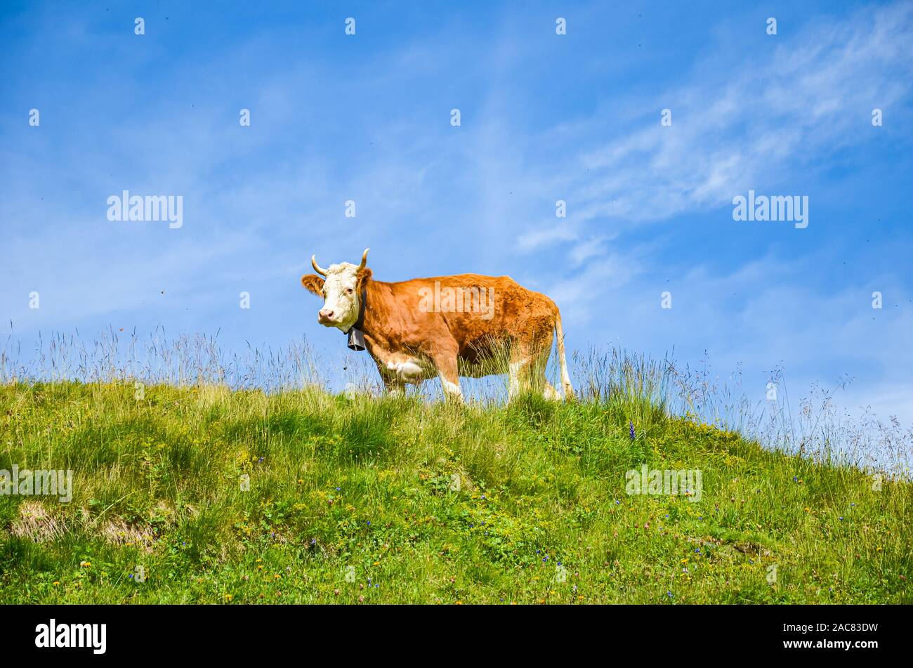 Field cow hi-res stock photography and images - Alamy