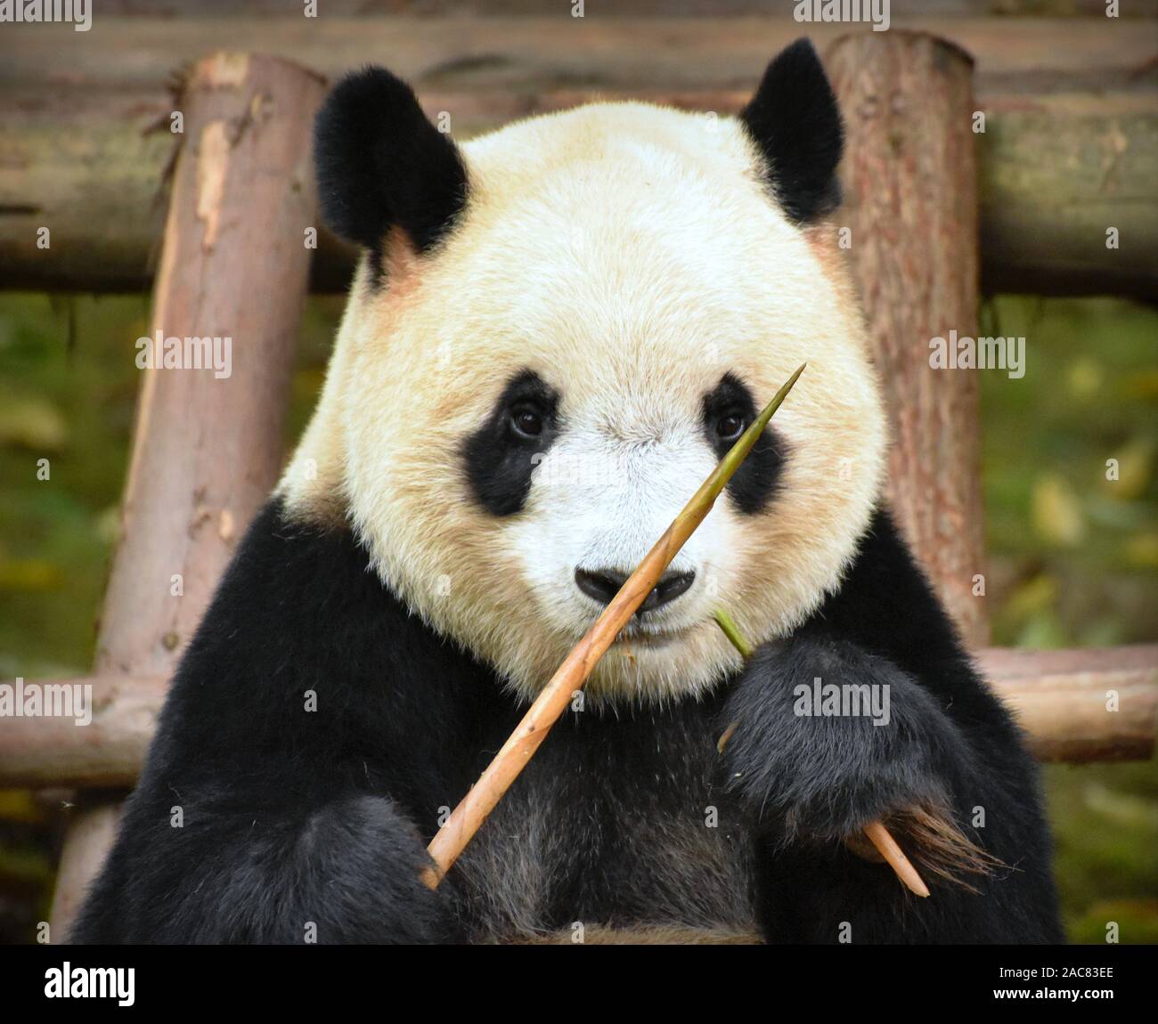 Panda bear munching on bamboo shoots, close up front face portrait ...