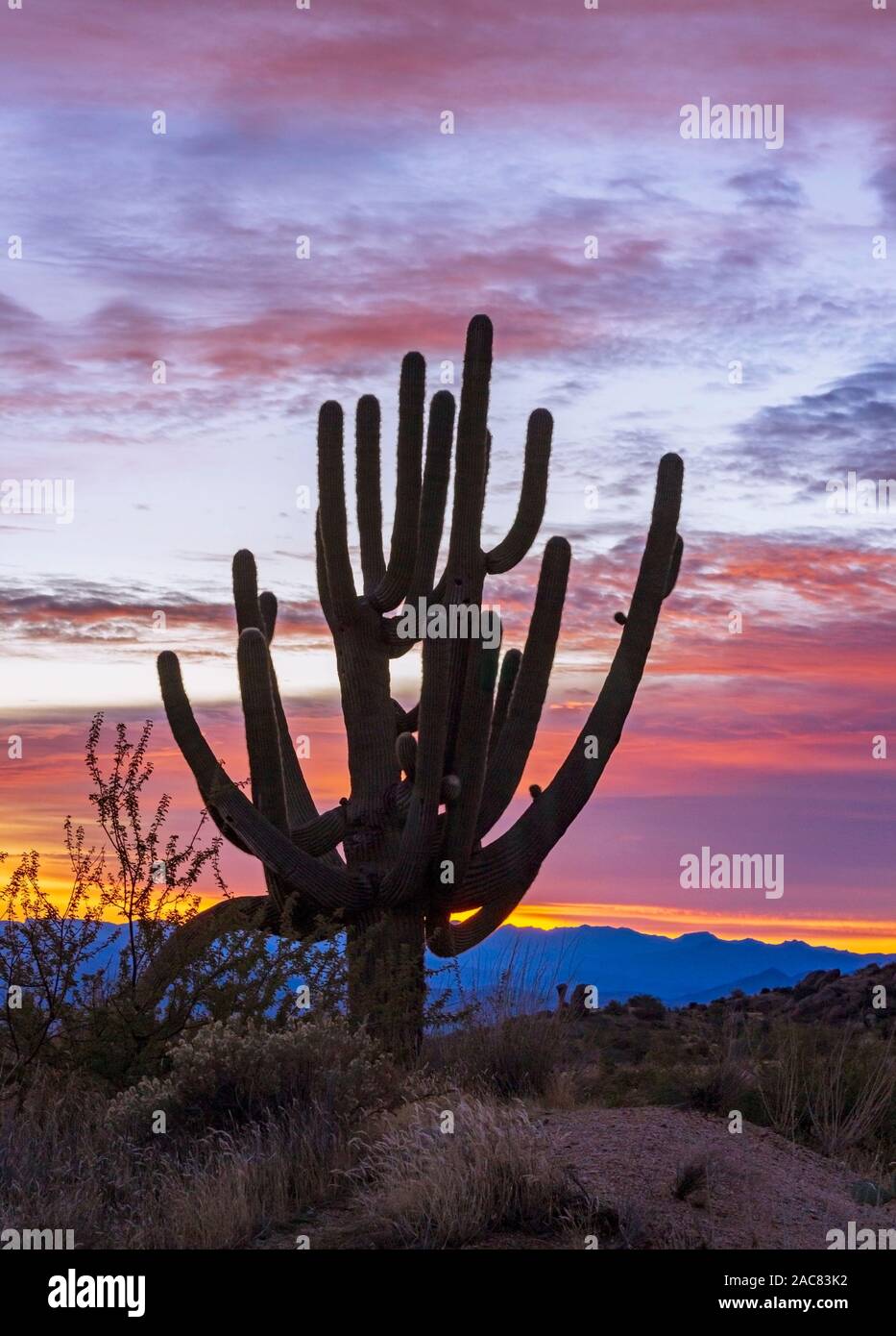 Saguaro at sunrise hi-res stock photography and images - Alamy