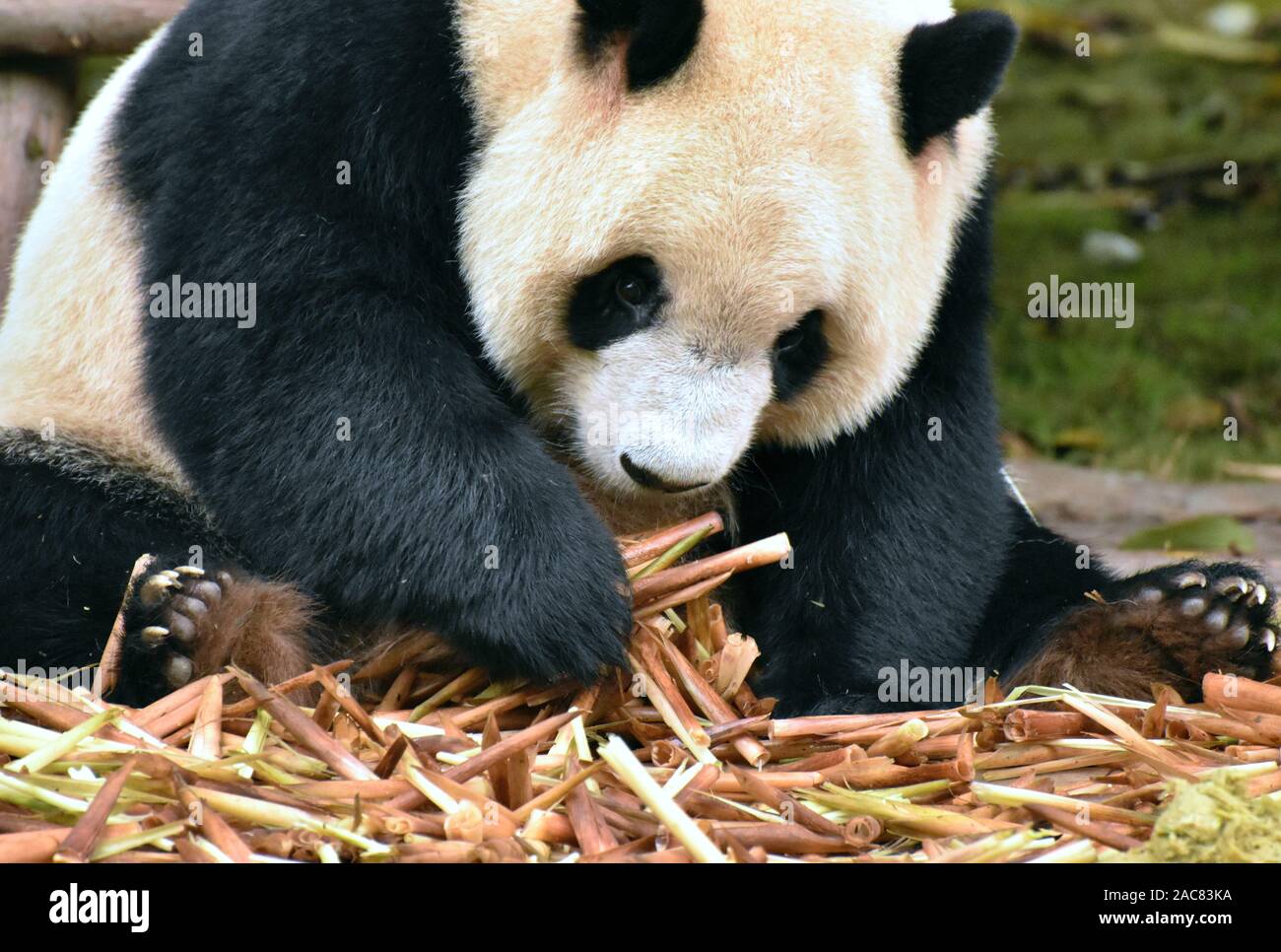 Cute panda bear picks bamboo shoots to eat Stock Photo - Alamy
