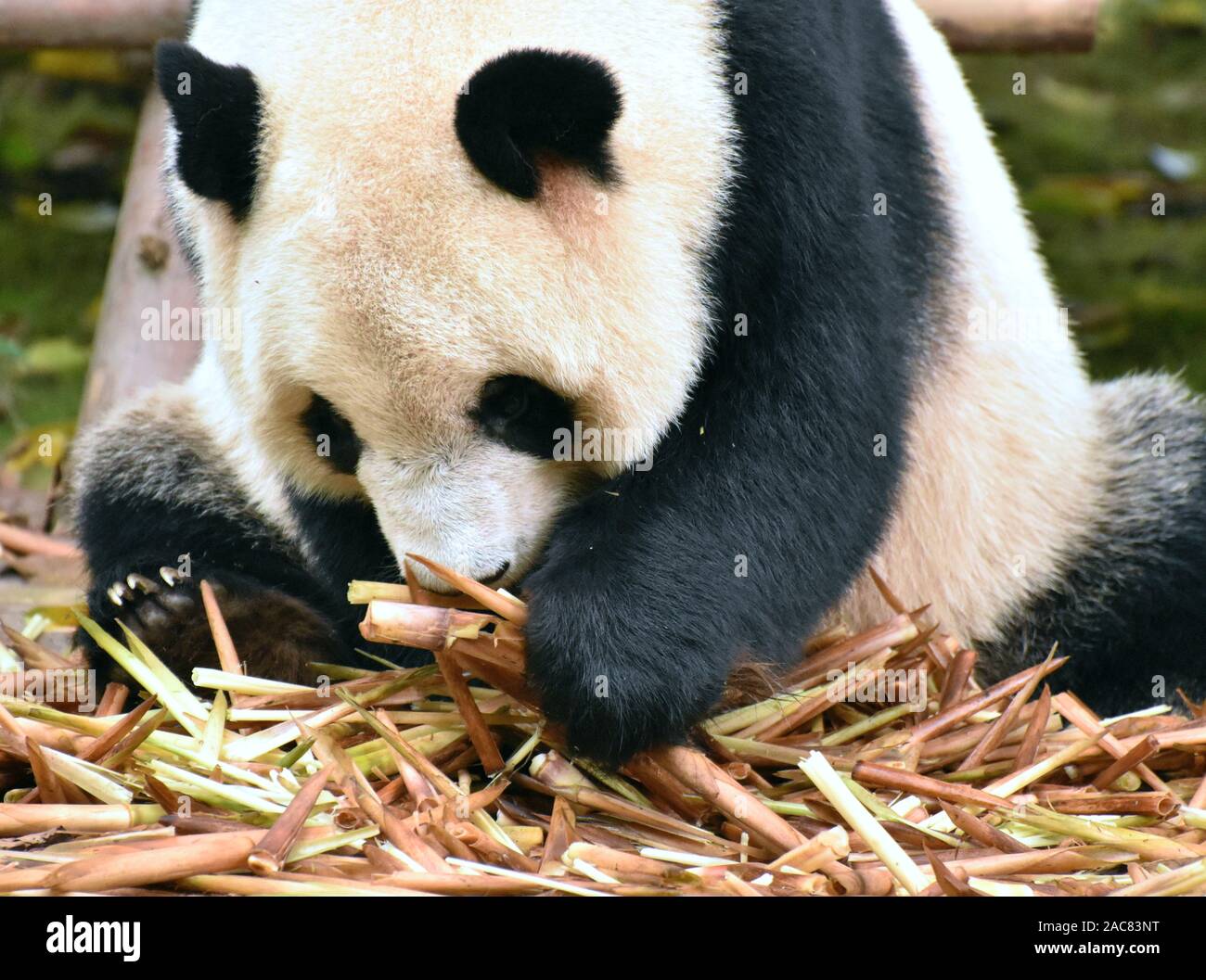 Cute panda bear picks bamboo shoots to eat Stock Photo - Alamy