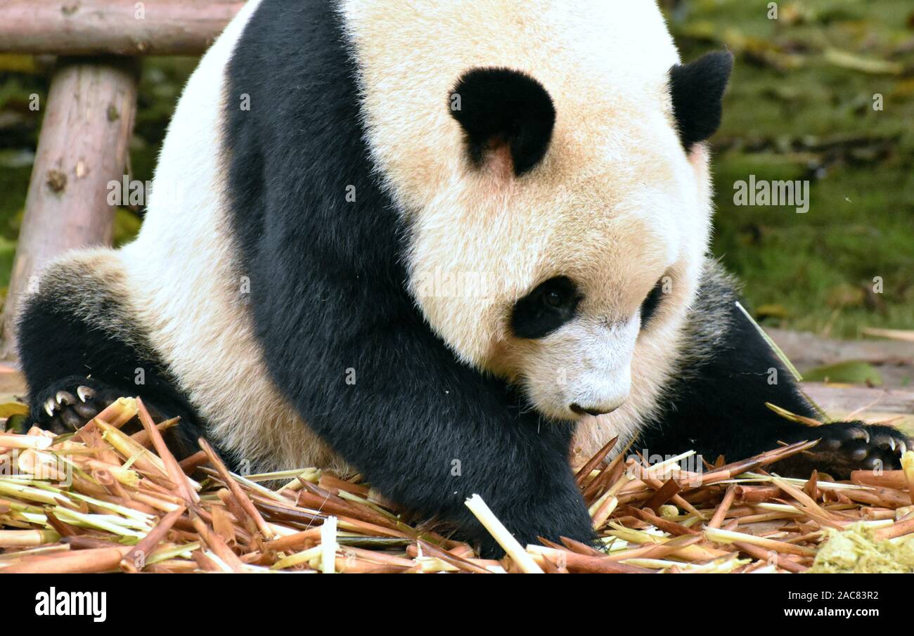 Cute panda bear picks bamboo shoots to eat Stock Photo - Alamy