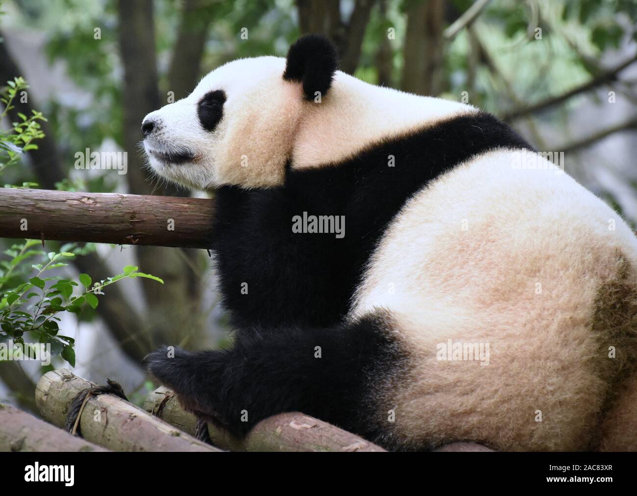 Tired Panda