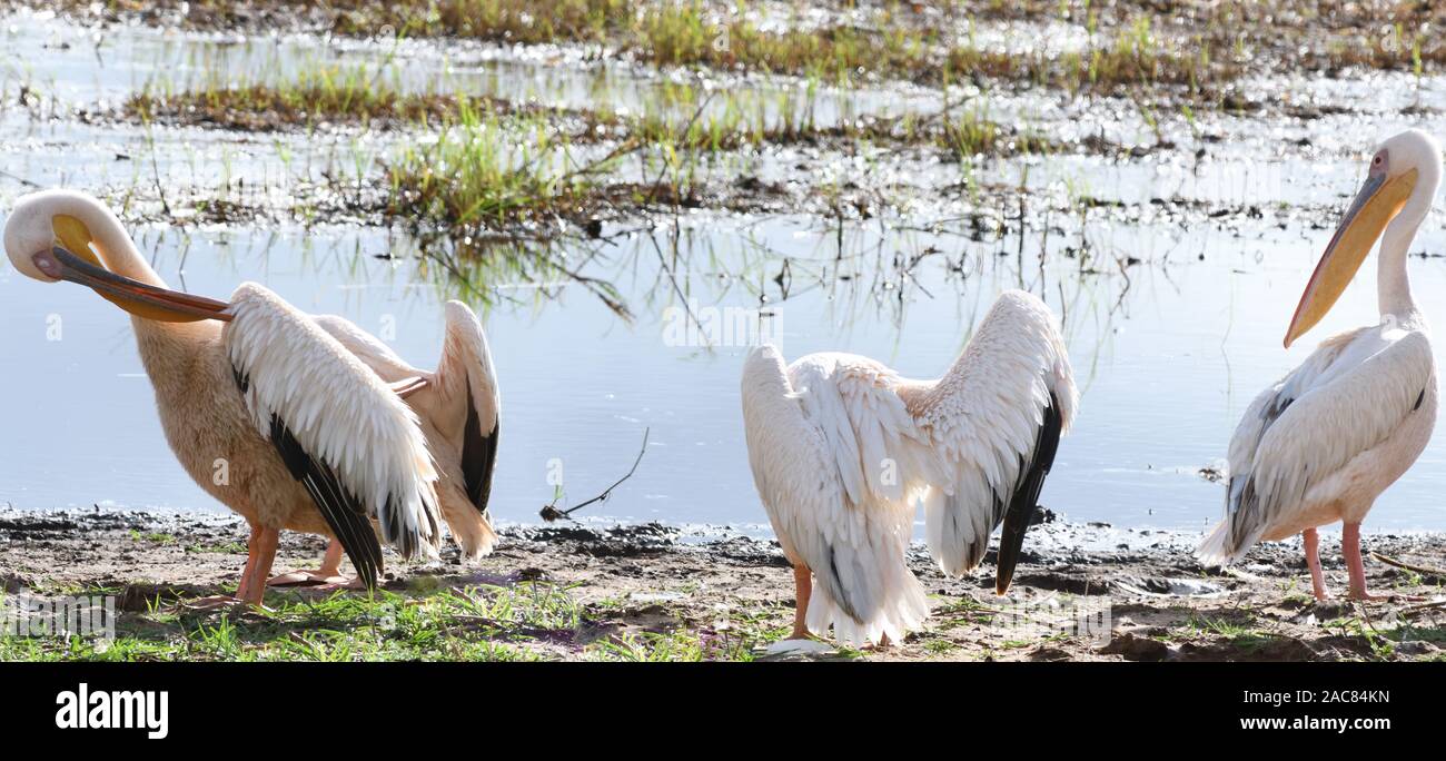 Great white pelicans (Pelecanus onocrotalus) rest and preen by open ...
