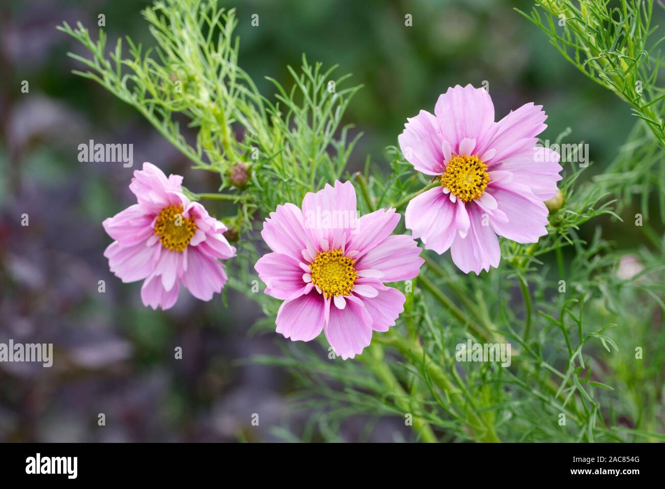 Cosmos bipinnatus flowers Stock Photo - Alamy