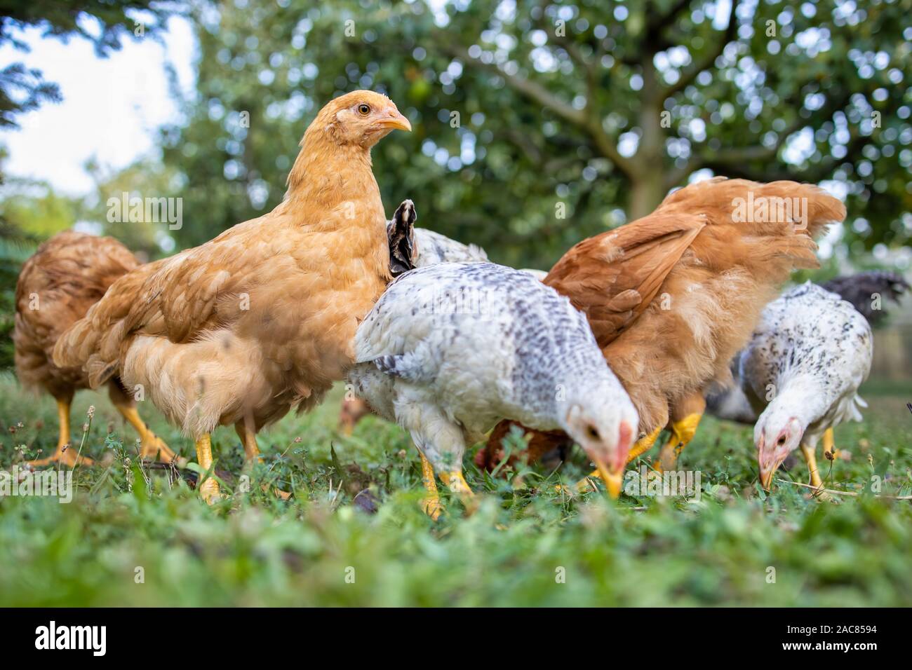 Traditional countryside farming hen hi-res stock photography and images ...