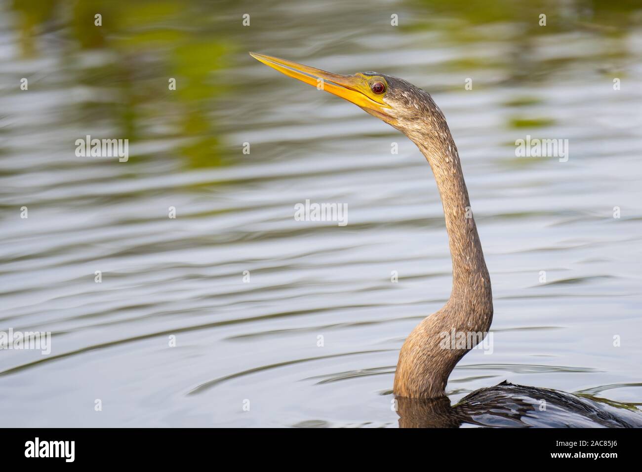 Black anhinga hi-res stock photography and images - Alamy