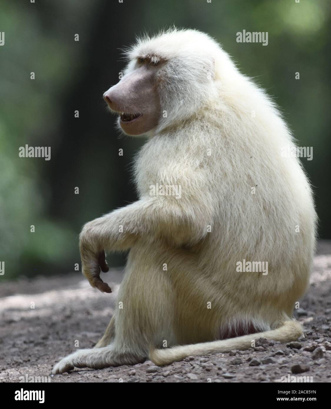 An albino female olive baboon (Papio anubis) sits beside a track ...