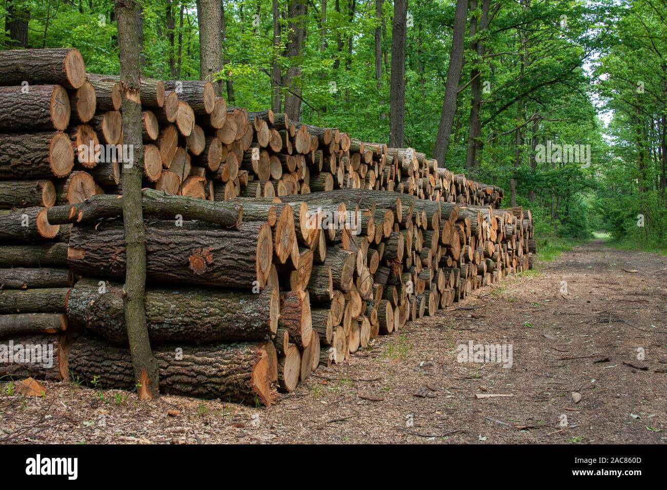 Big pile of wood on the forest road Stock Photo - Alamy