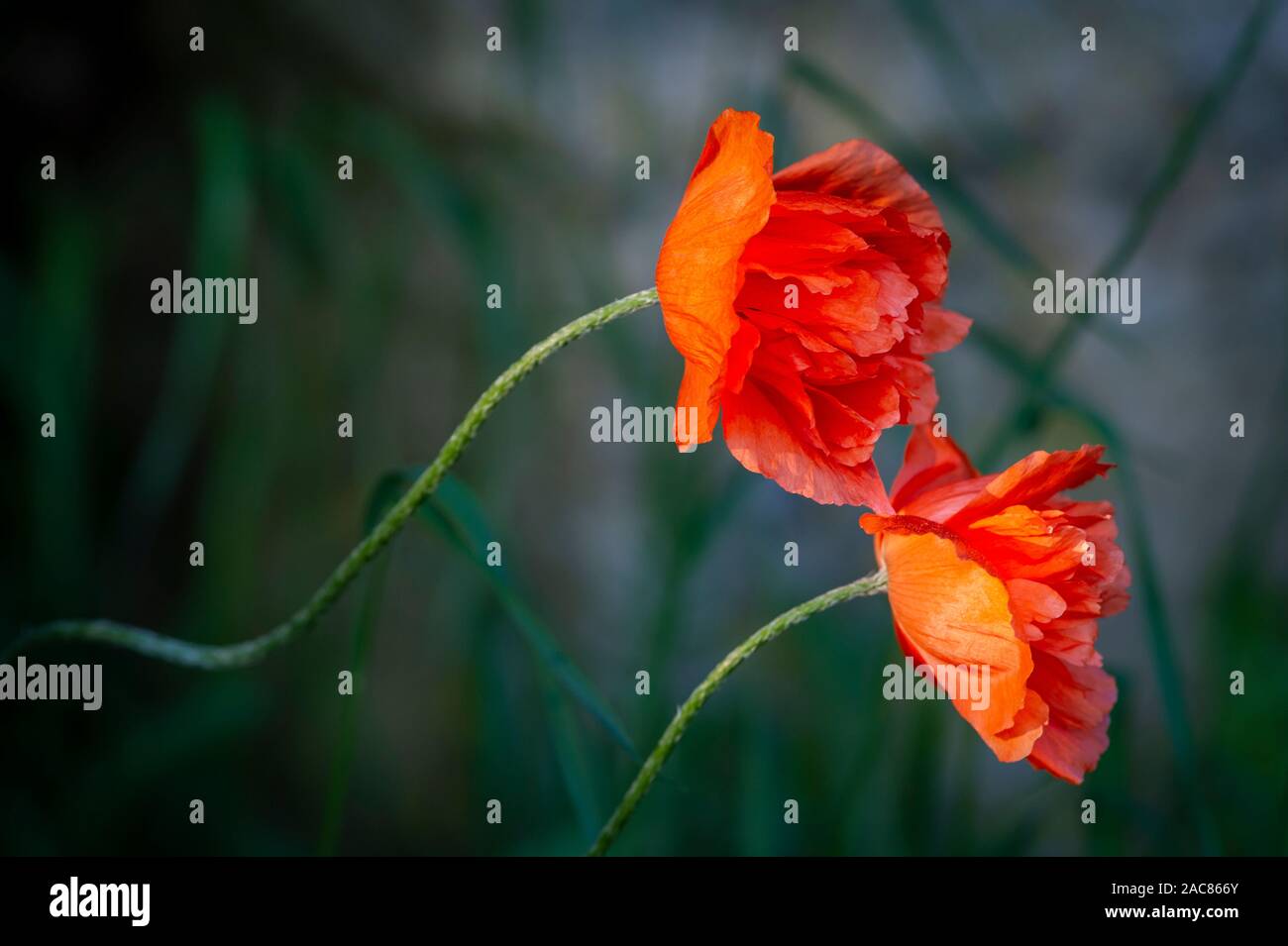 Colorful red poppy flowers hi-res stock photography and images - Alamy