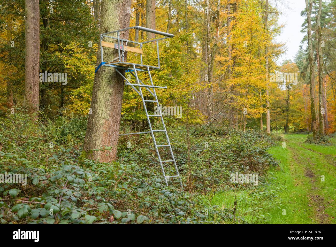 Tree stand hi-res stock photography and images - Alamy