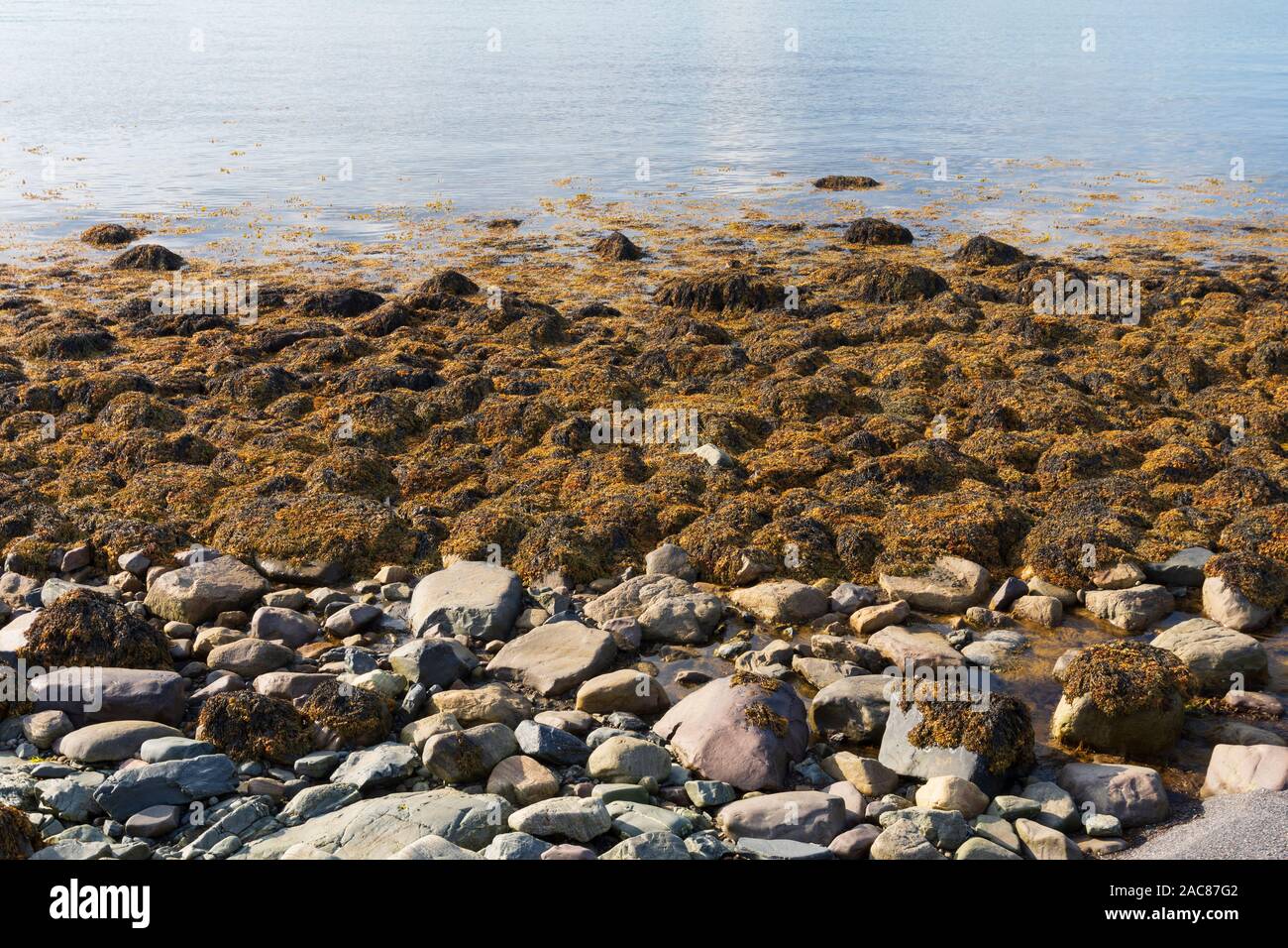 Bladder wrack seaweed (Fucus vesiculosus) growing on rocky shore and ...