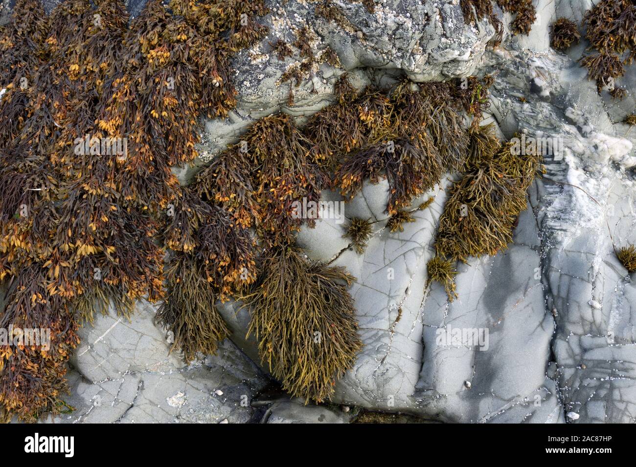 Rock pool green algae seaweed hi-res stock photography and images - Alamy