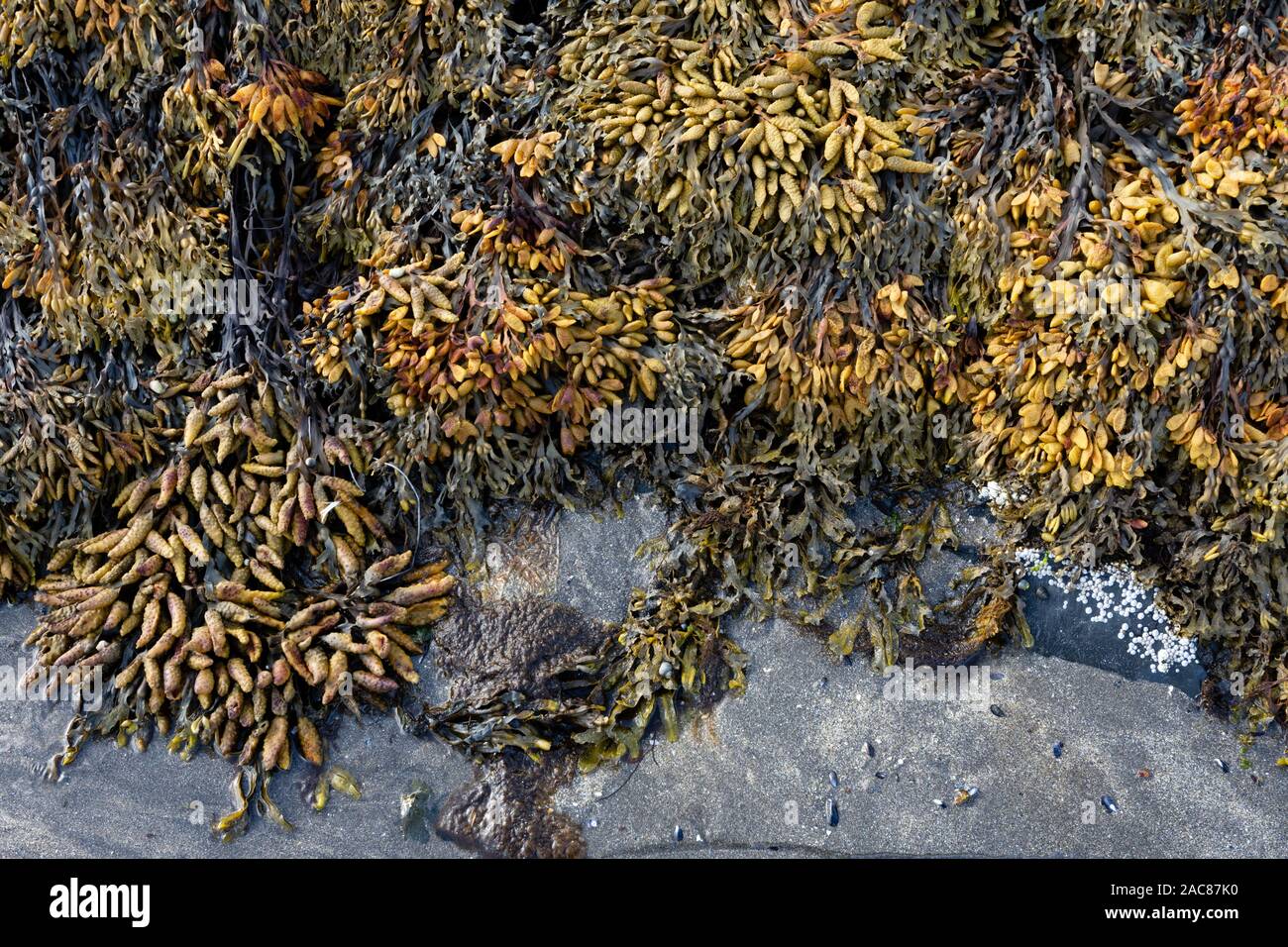 Bladder wrack seaweed (Fucus vesiculosus) growing on sandy shore and ...