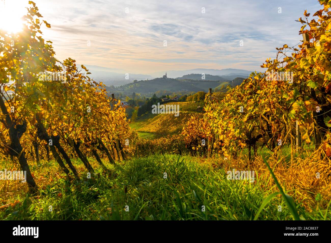 Landscape view over rusty vineyards and hills in Styria, Austria Stock ...