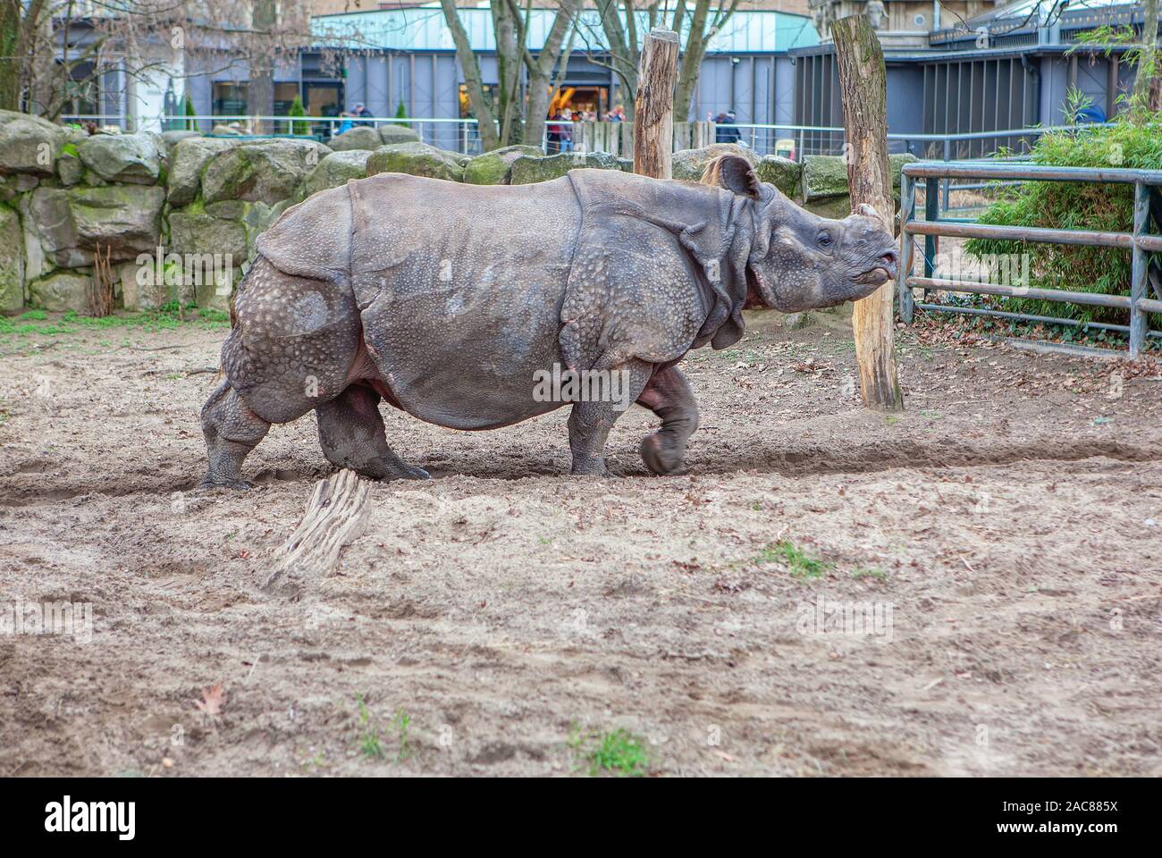 indian rhinoceros in the zoo Stock Photo - Alamy