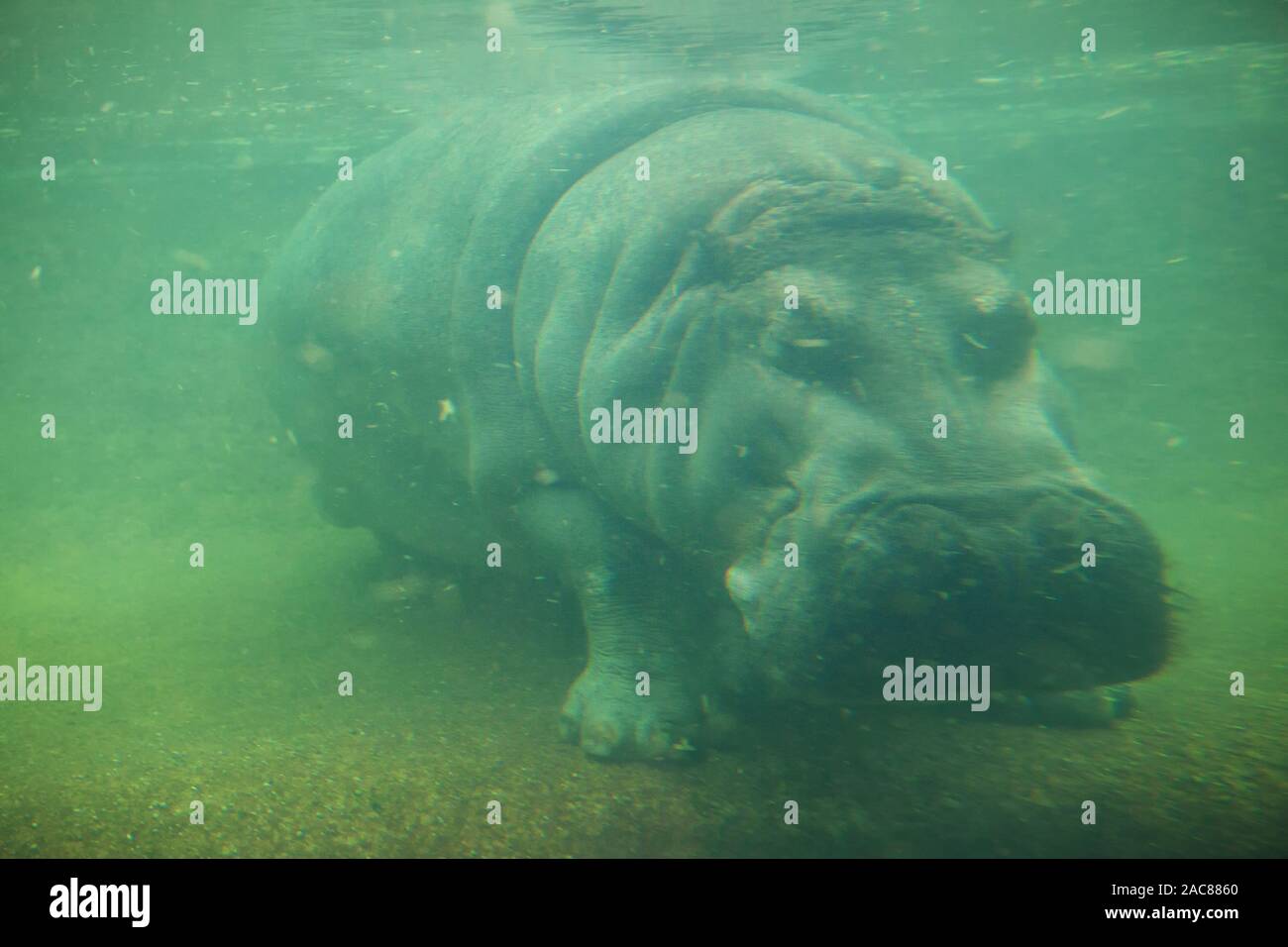 Hippos underwater hi-res stock photography and images - Alamy