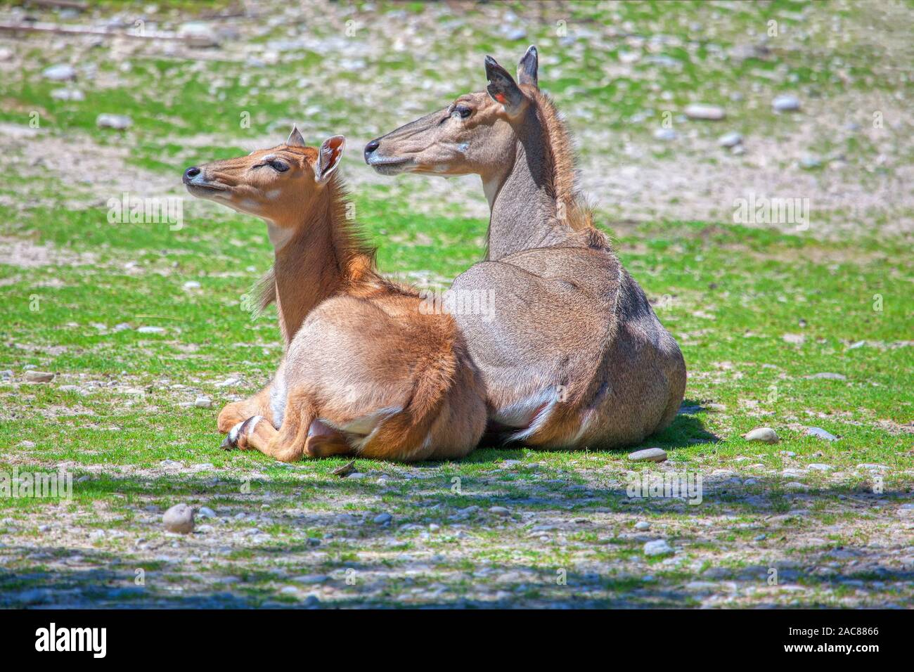 mother and child exotic horse animals Stock Photo - Alamy