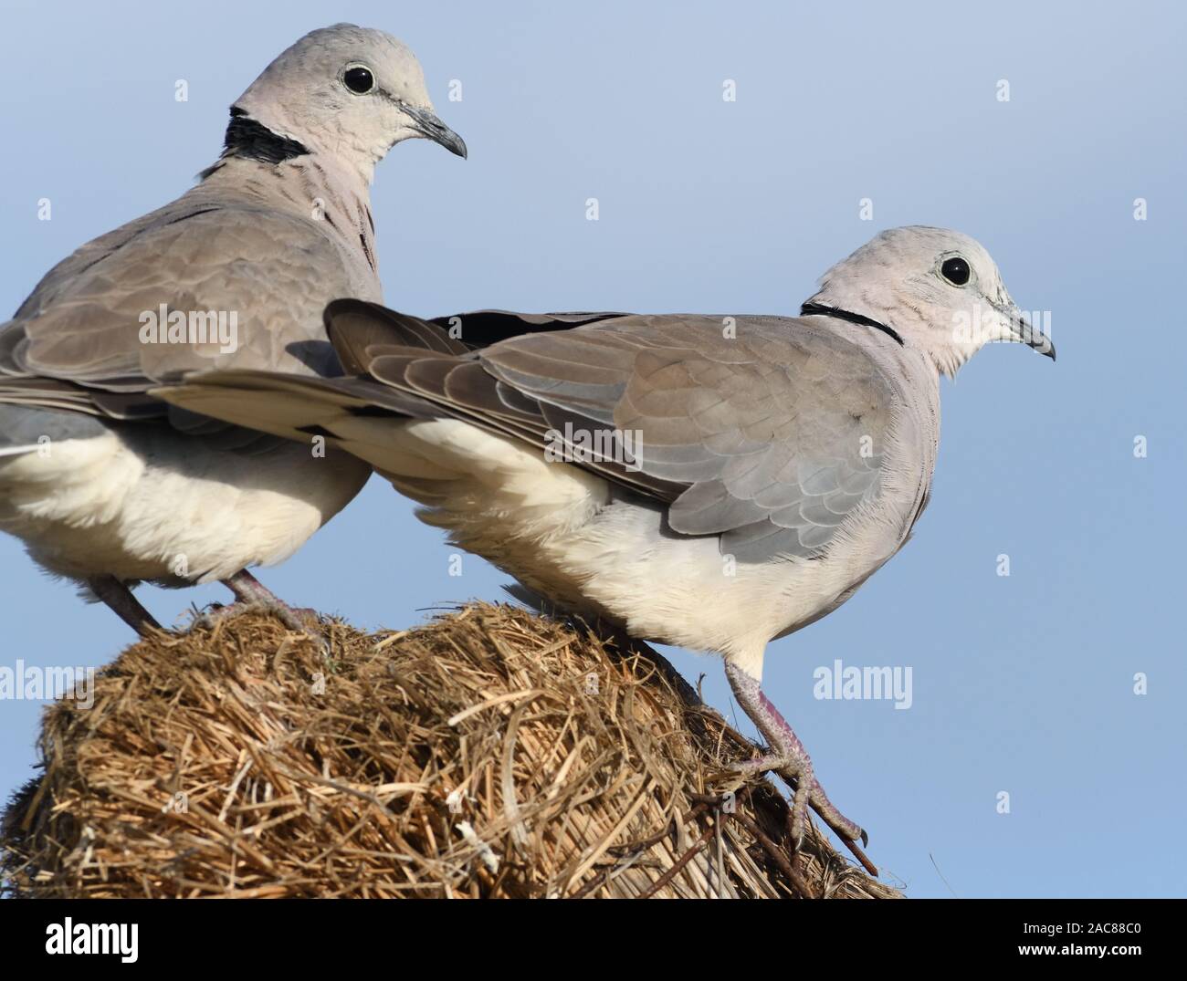 A pair of ring-necked doves (Streptopelia capicola) on the roof of a ...
