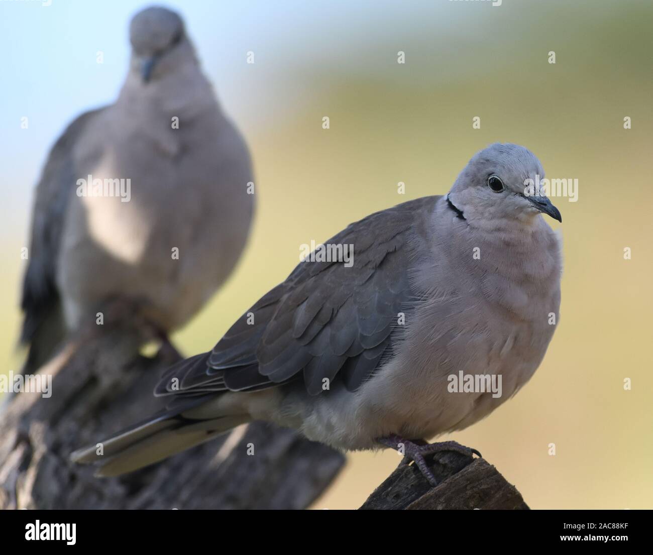 Ring necked doves hi-res stock photography and images - Alamy