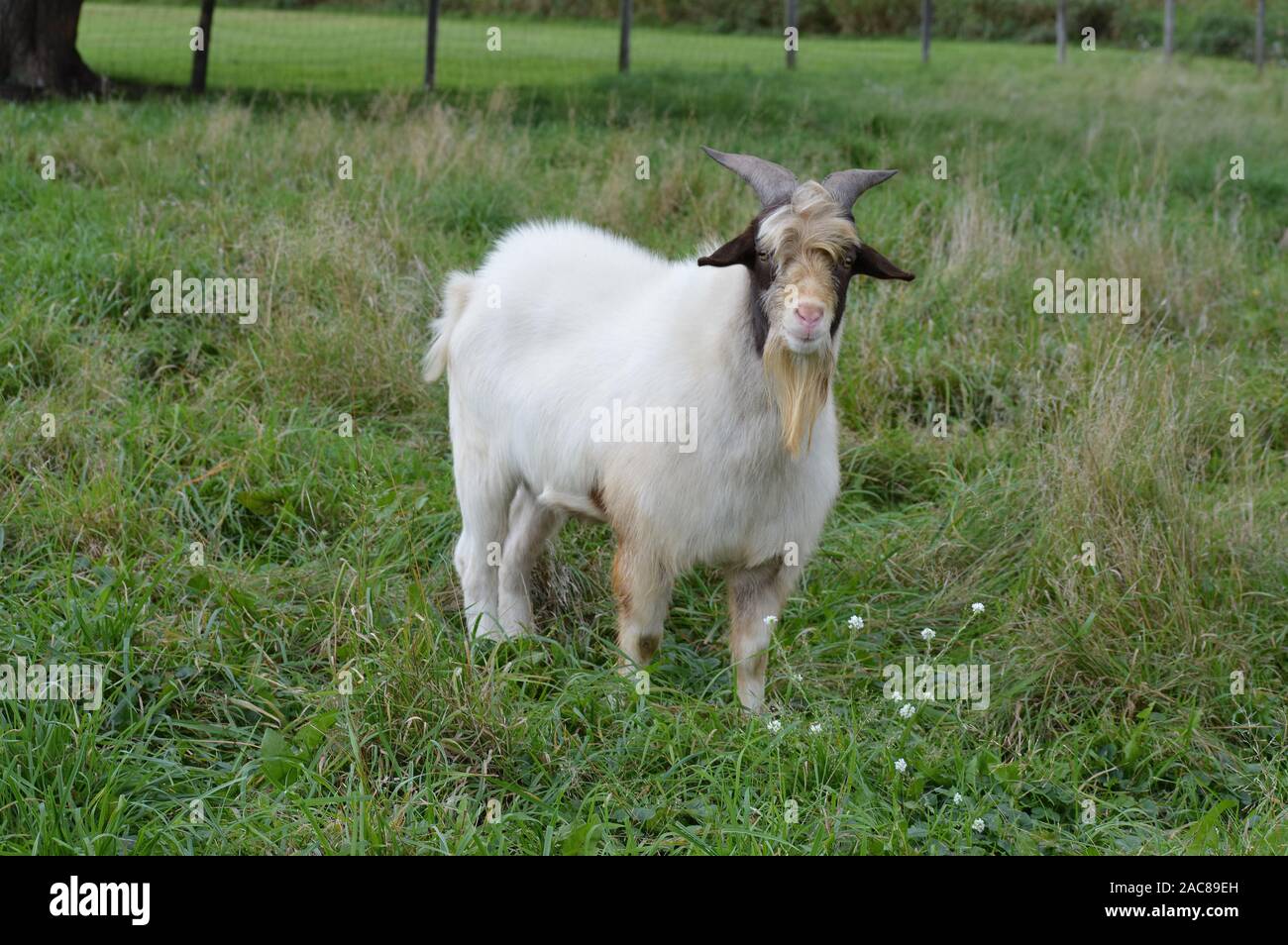 Profile Of Goat High Resolution Stock Photography and Images - Alamy