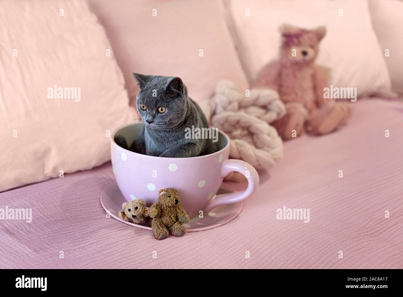 A British Short Hair kitten sitting in a pink polka dot tea cup with ...