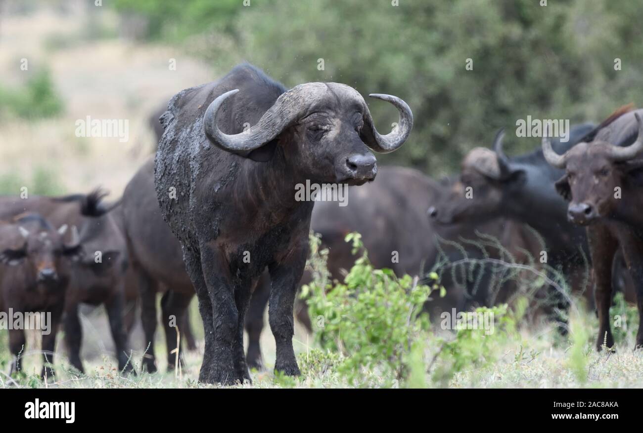 Buffalo wallow hi-res stock photography and images - Alamy