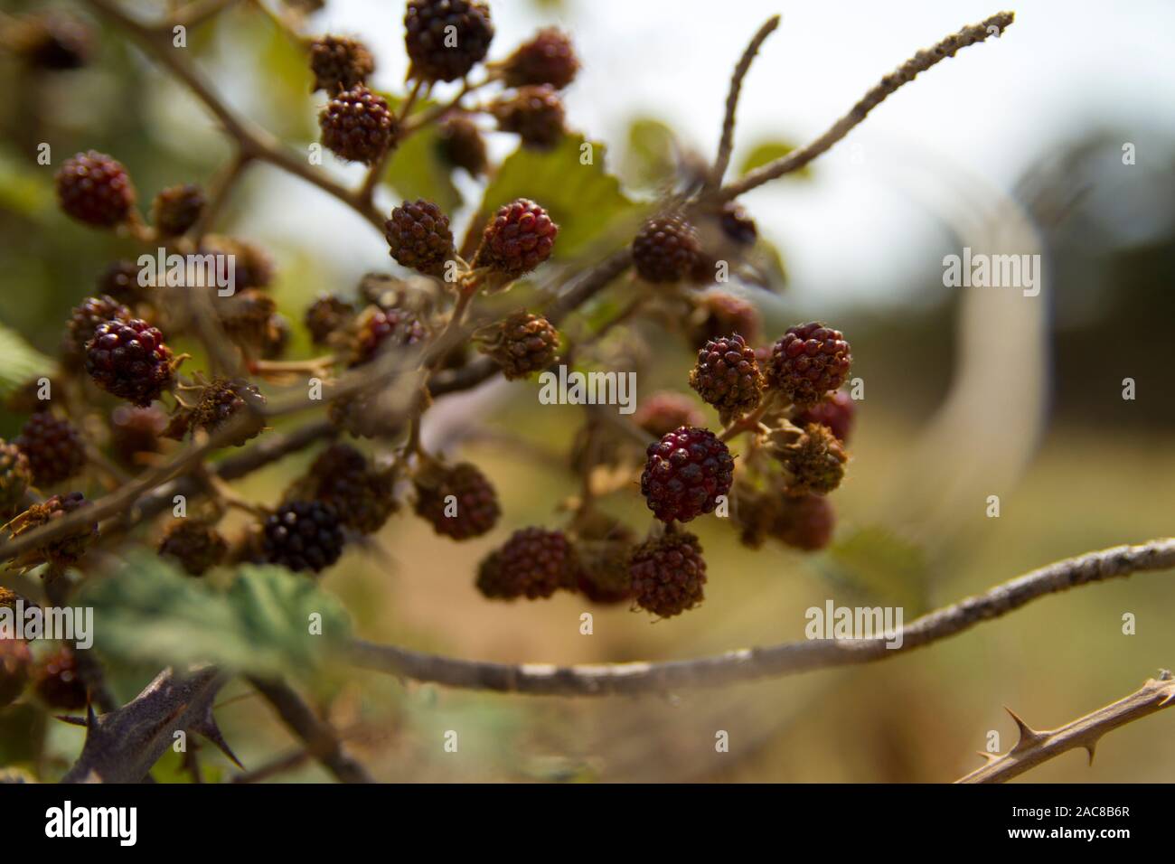 Blackberries Countryside High Resolution Stock Photography and Images ...