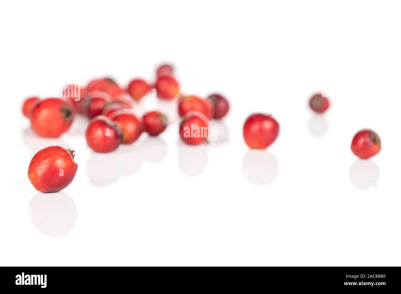 Lot of whole disordered wild red rowanberry isolated on white ...