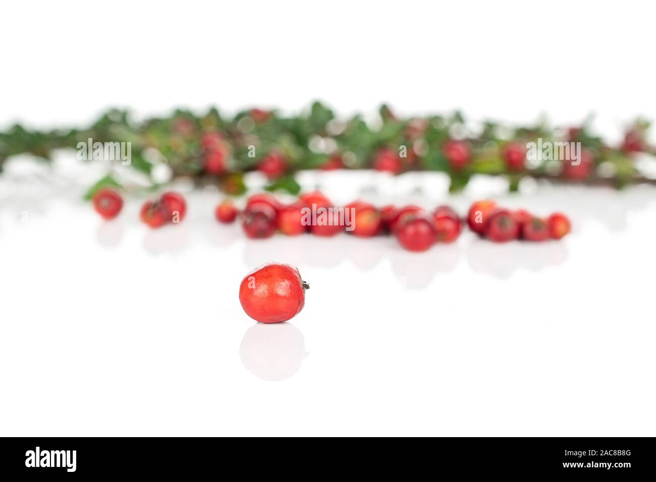 Lot of whole wild red rowanberry one in focus isolated on white ...