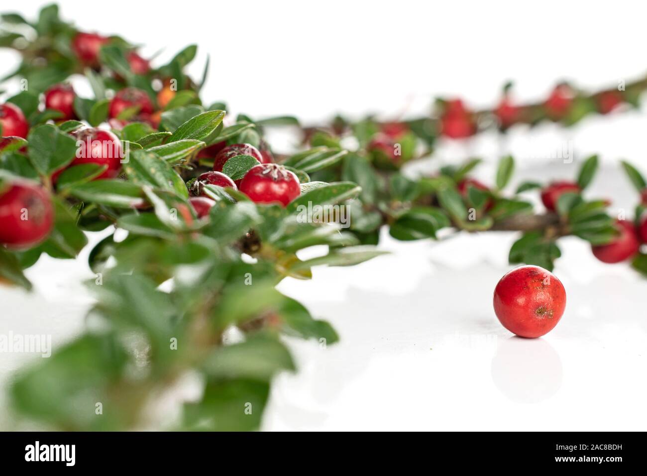 Lot of whole wild red rowanberry branches isolated on white background ...