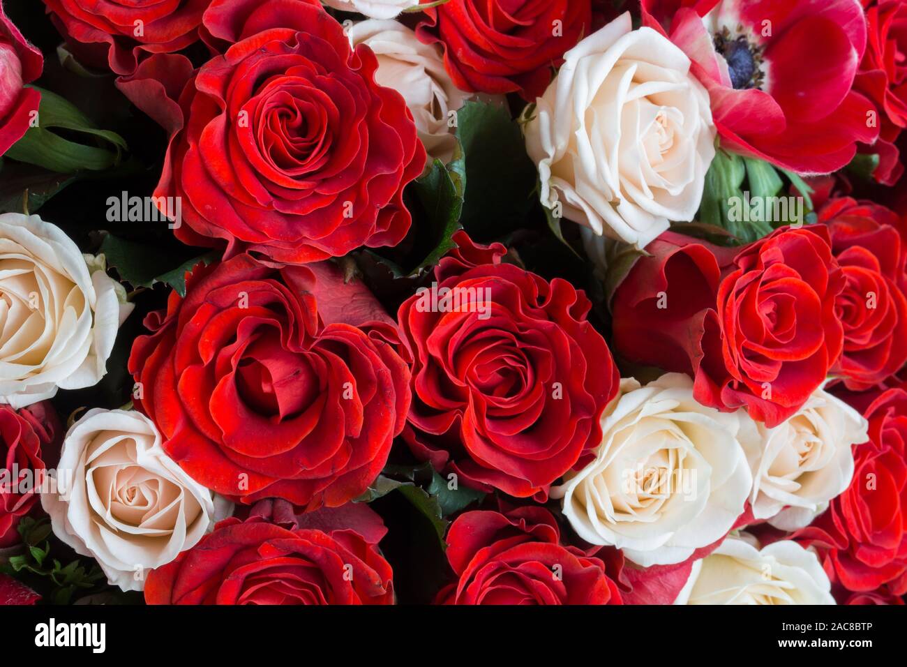 Background of fresh red and white roses Stock Photo - Alamy