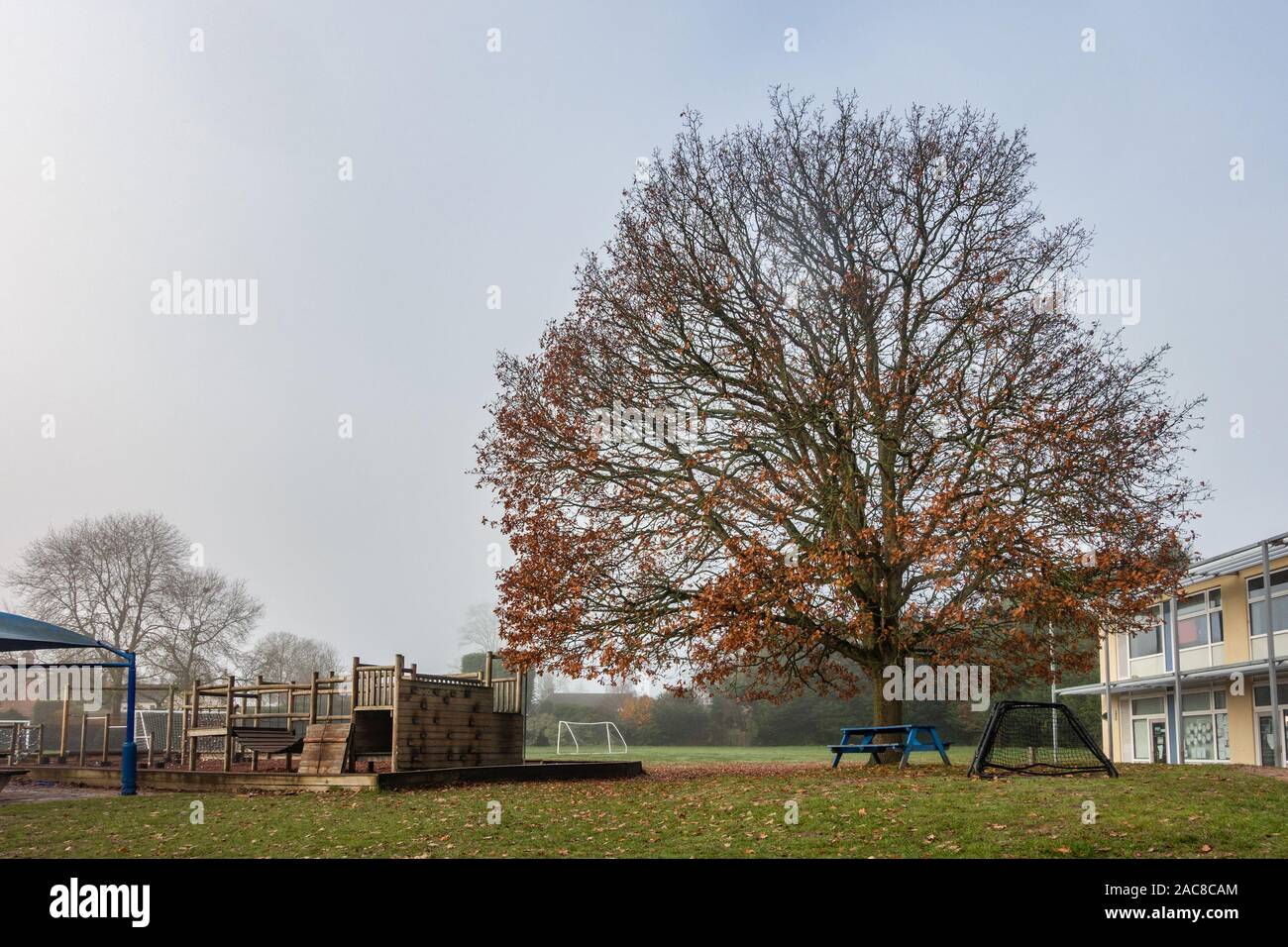 A large tree in a school playground has lost most of its leaves at the ...