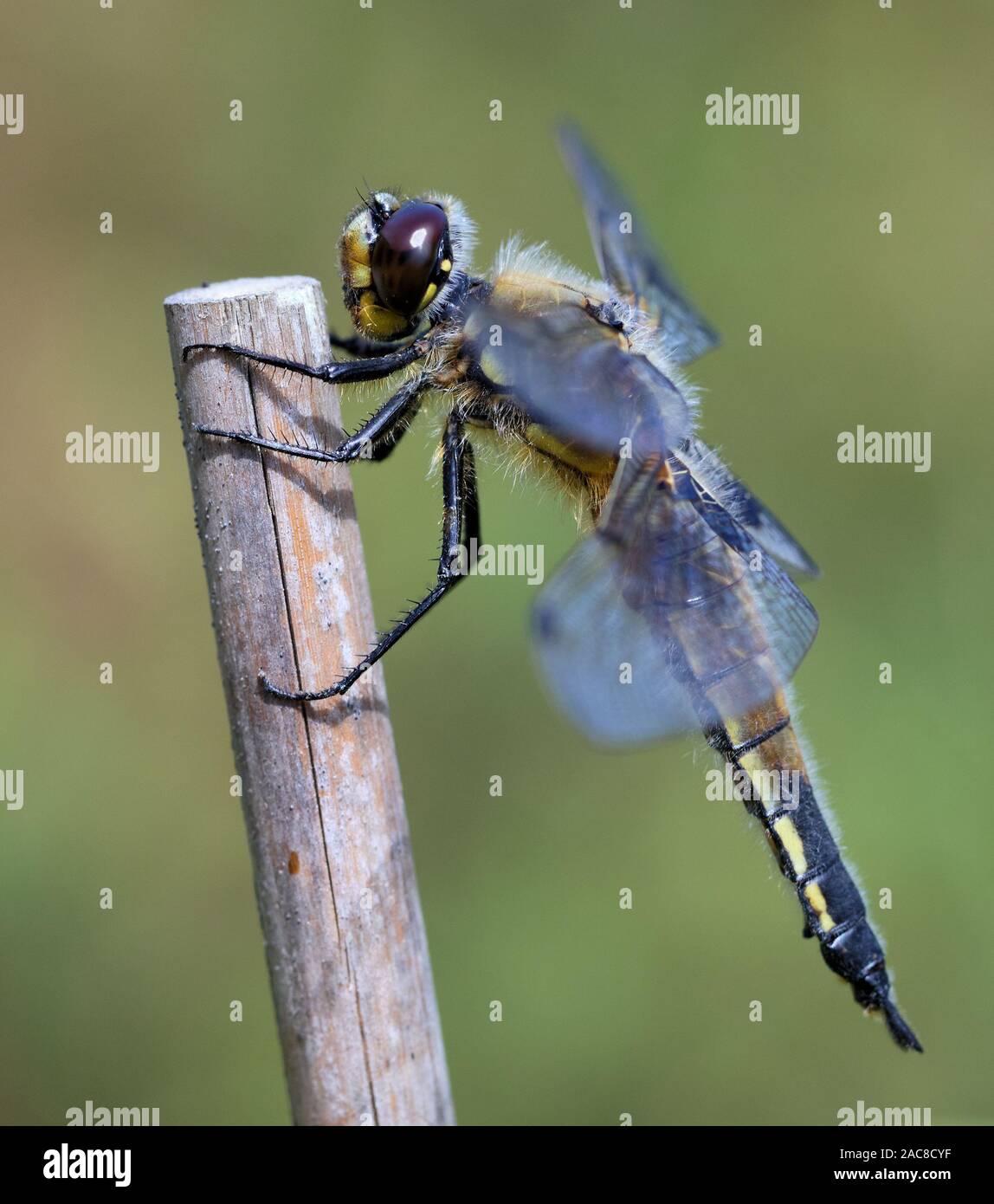 Dragonfly side hi-res stock photography and images - Alamy