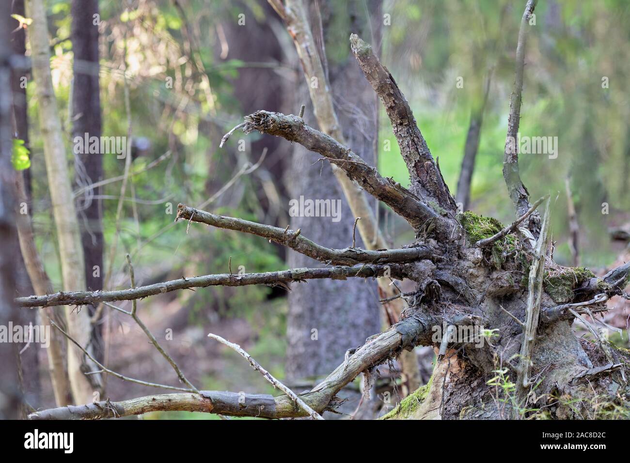 Fallen tree roots hi-res stock photography and images - Alamy