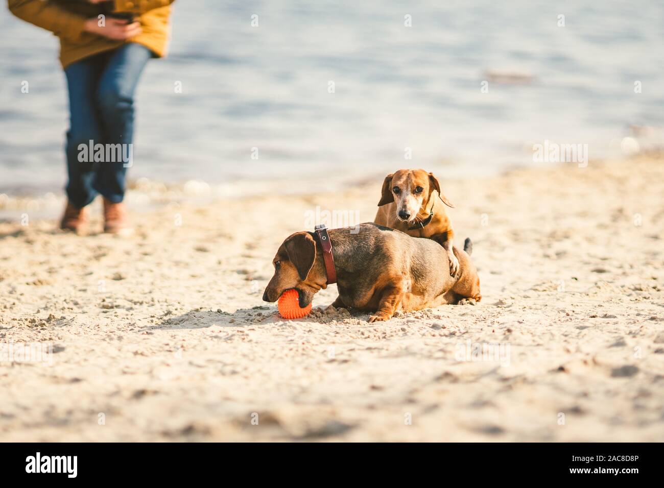 two dachshund play on the beach. two small dogs playing together ...