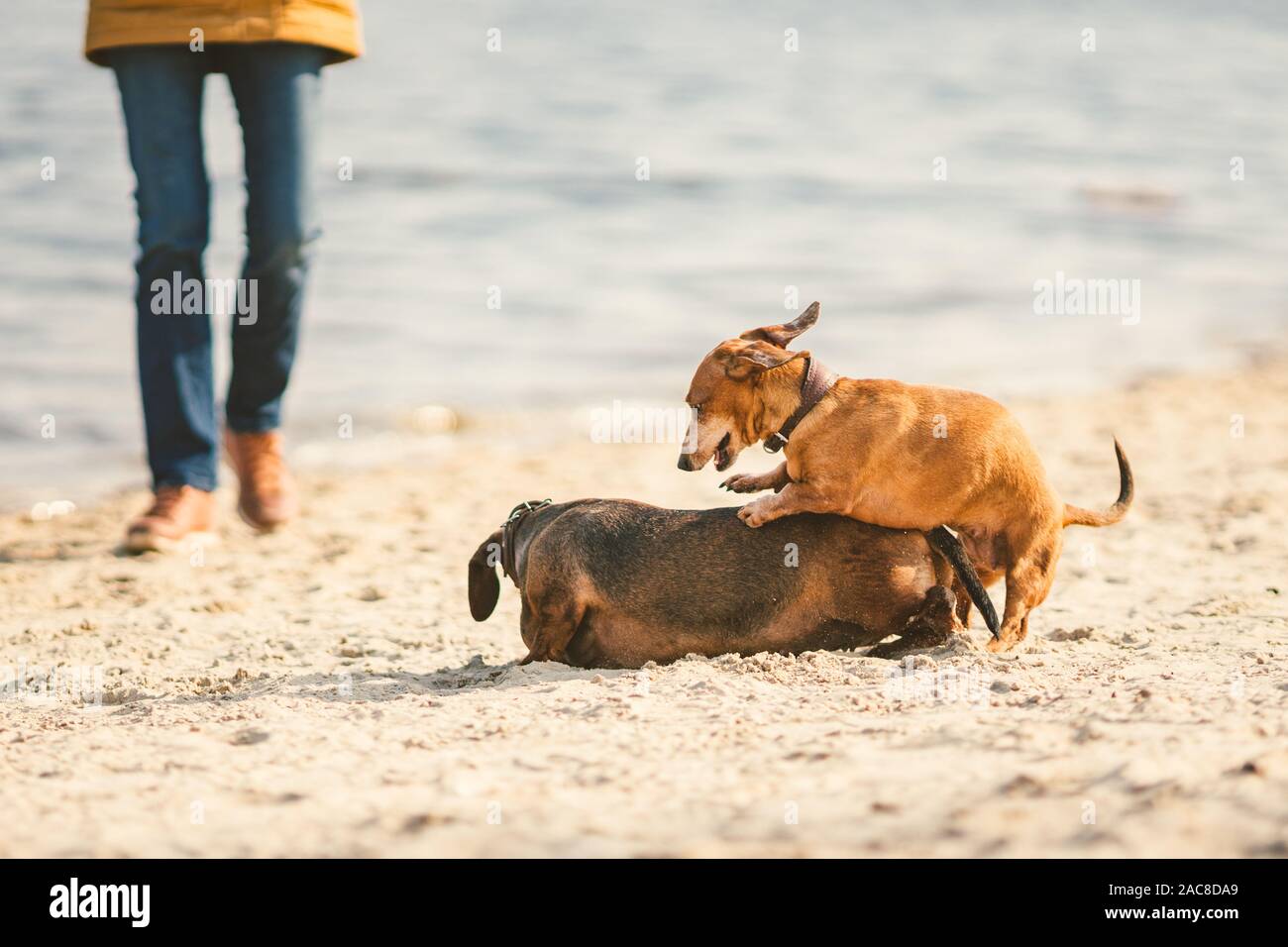 two dachshund play on the beach. two small dogs playing together ...